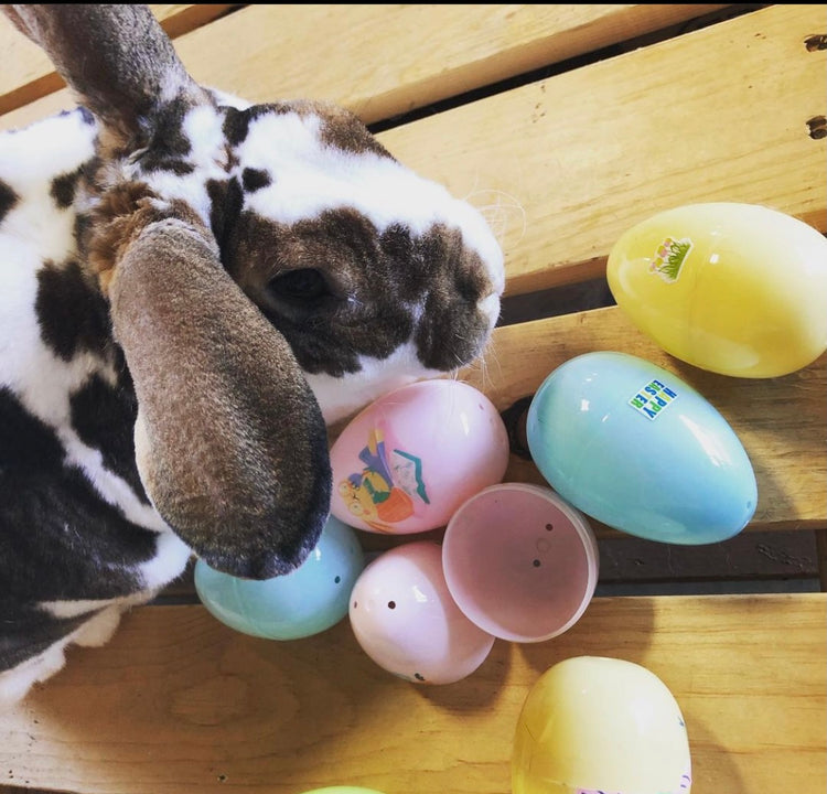 Welcome to Benjamin Bunny Boutique – Benjamin Bunny Boutique